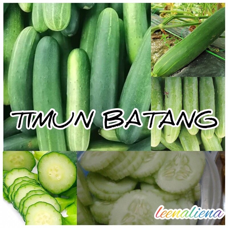 TIMUN BATANG DAN TIMUN ULAM KECIL SEGAR 200G | Lazada