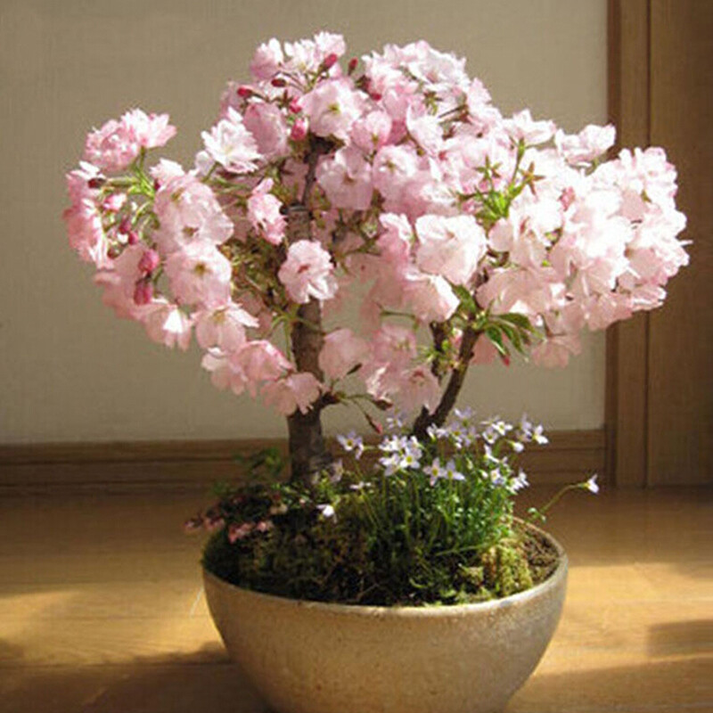 Philippines Ready Stock 30Pcs/bag Bonsai Tree Japanese Sakura Seeds ...