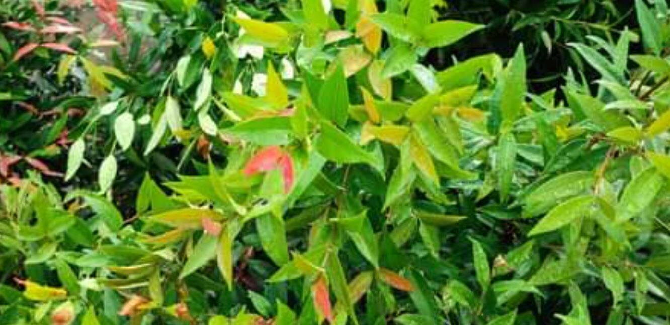 POKOK KELAT PAYA PUCUK MERAH PLANT | Lazada