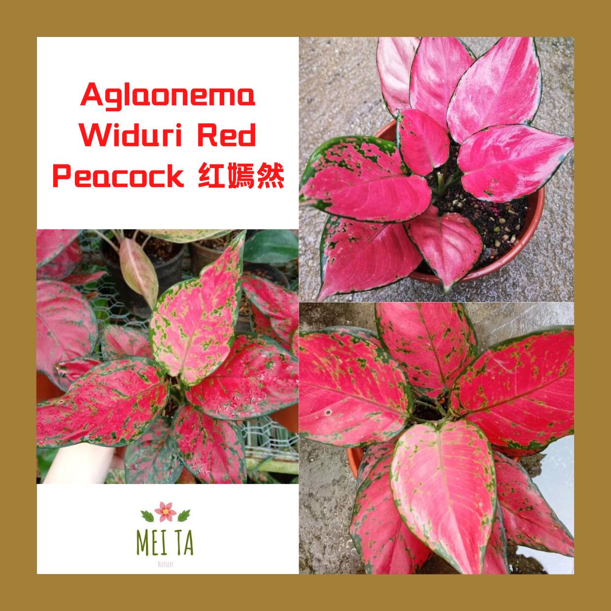 Aglaonema Widuri Red Peacock 红嫣然 Araceae Chinese evergreen Pokok real ...