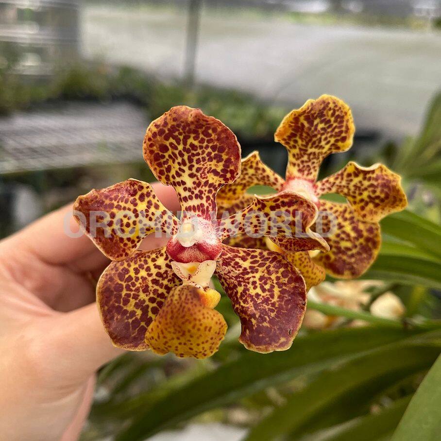 [ Species + Fragrant ] Vanda lombokensis | Lombok Island Vanda Orchid ...