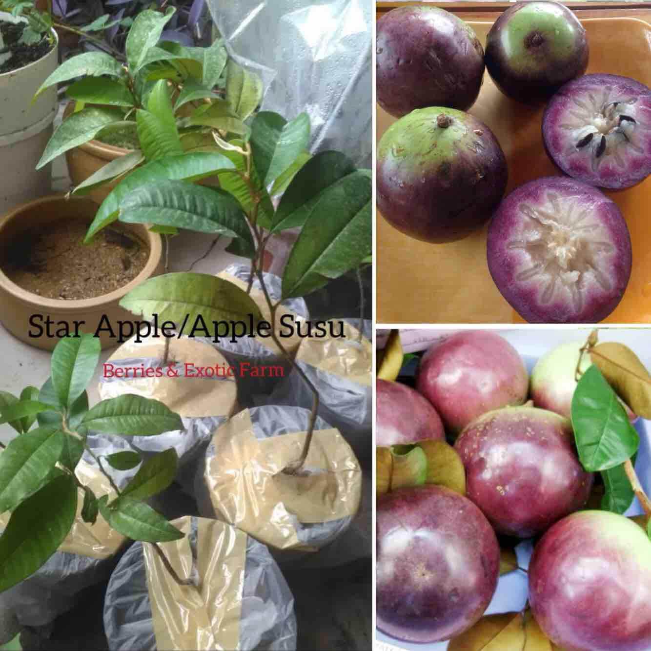 Pokok Star Apple @ Epal Susu (Pokok Hybrid F1) | Lazada