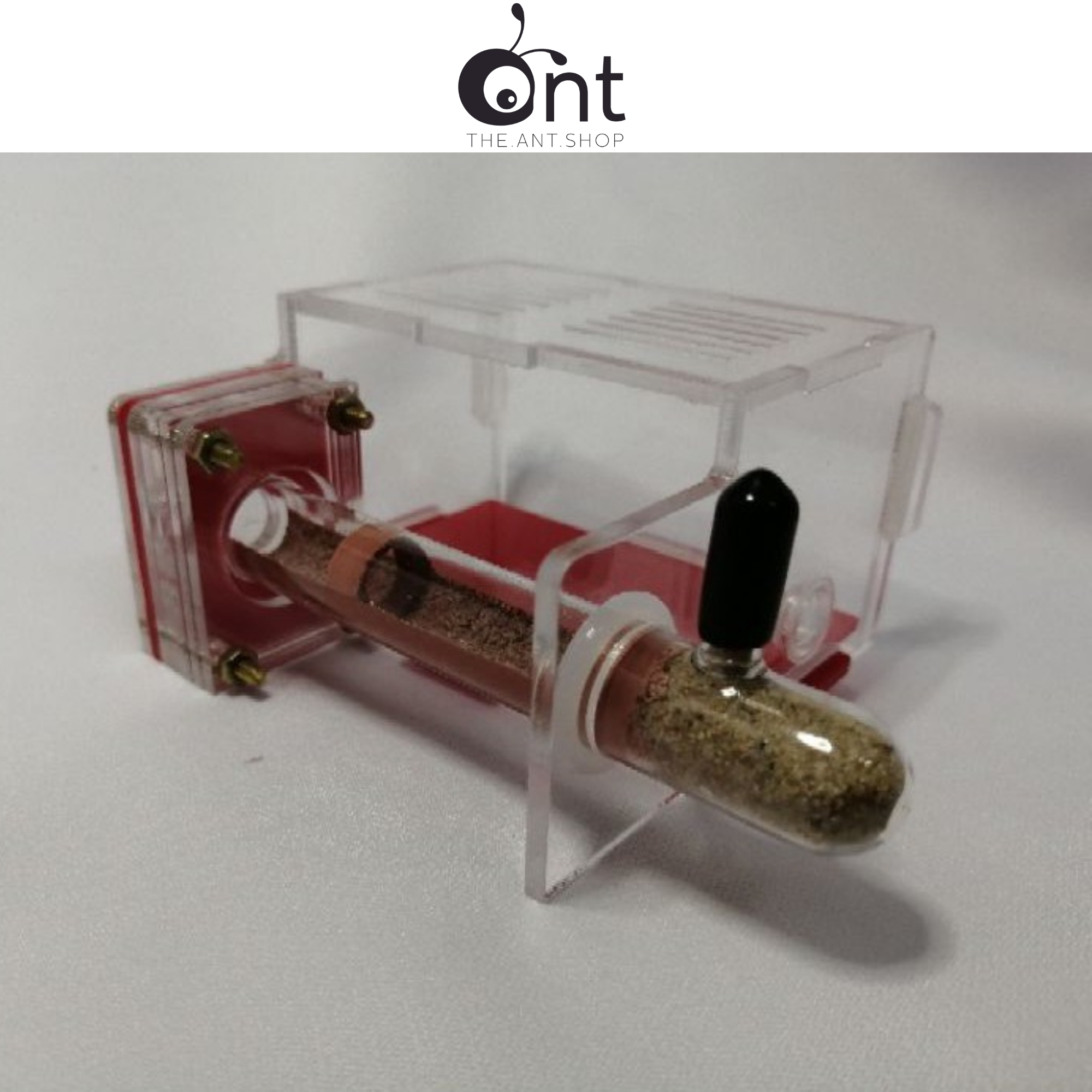 Ant Farm + Queen - Acrylic Ant Incubator - Ant Farm Ant Keeping Ant ...