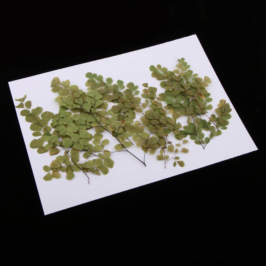 Prettyia 10 ชิ้นกดจริงดอกไม้แห้ง Adiantum สำหรับโทรศัพท์กรณีตกแต่งเครื่องประดับทำ - Prettyia ...