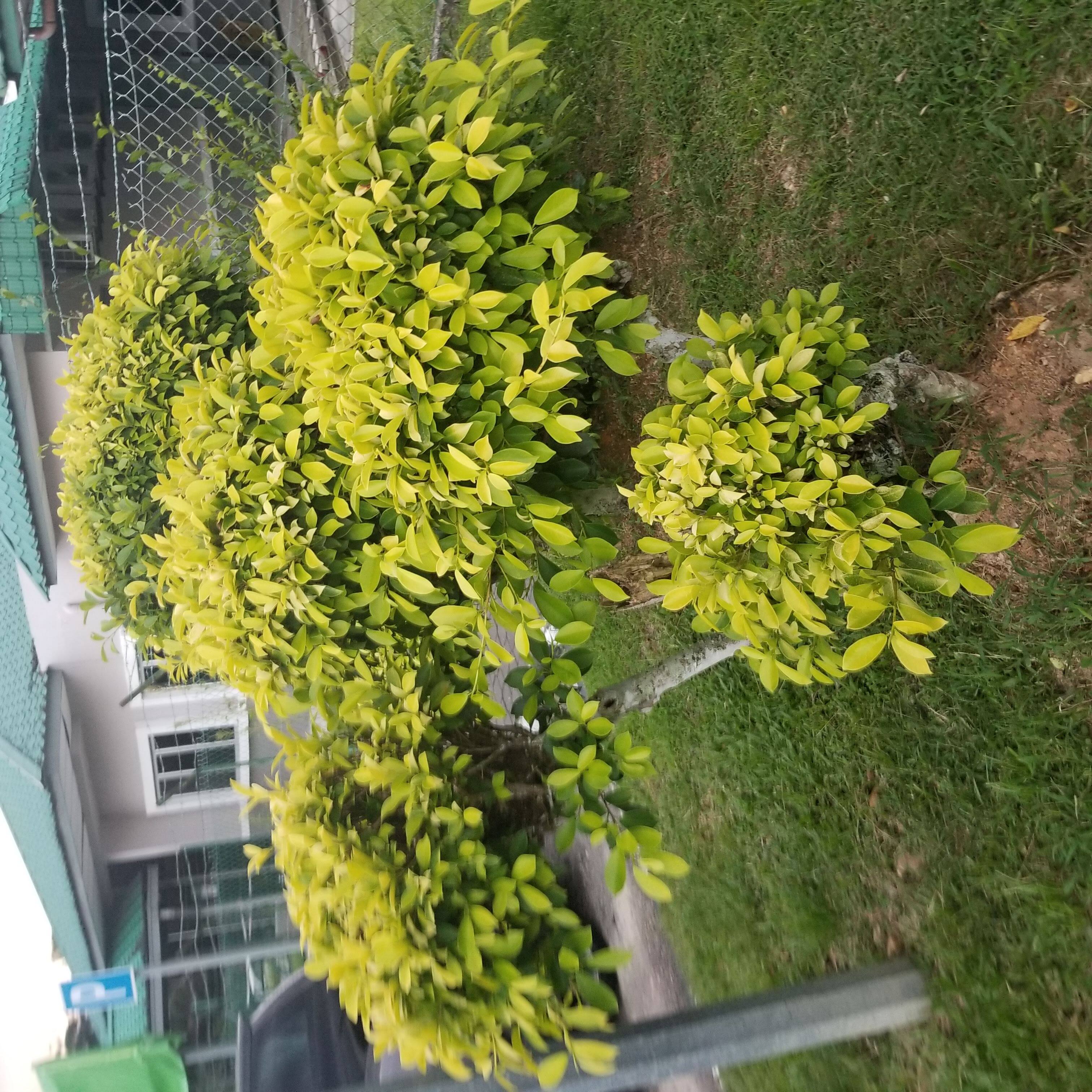 MM- Golden Ficus / Ficus retusa /Ficus Gold live plant sapling | Lazada