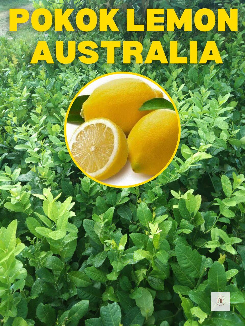 Pokok Lemon Australia Hybrid Eureka Viral Variety Thailand Detox | Lazada