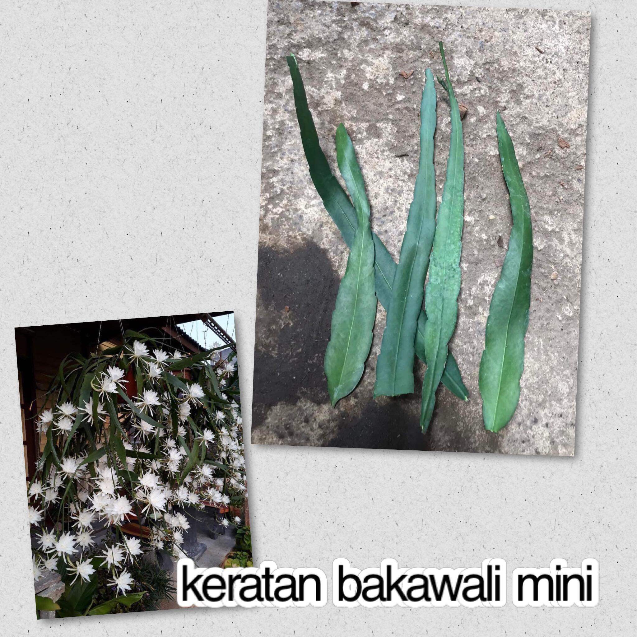 Pokok dan keratan (cutting and live plant) bakawali mini, rajin ...