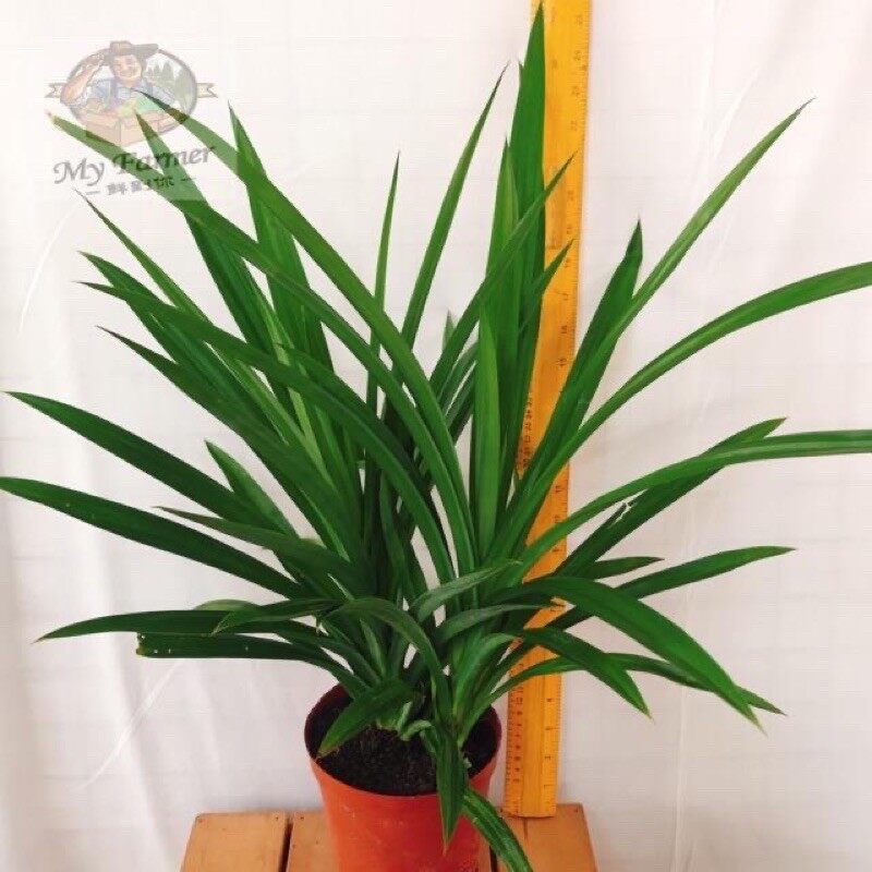 🌿Pokok pandan daun besar🌾 | Lazada