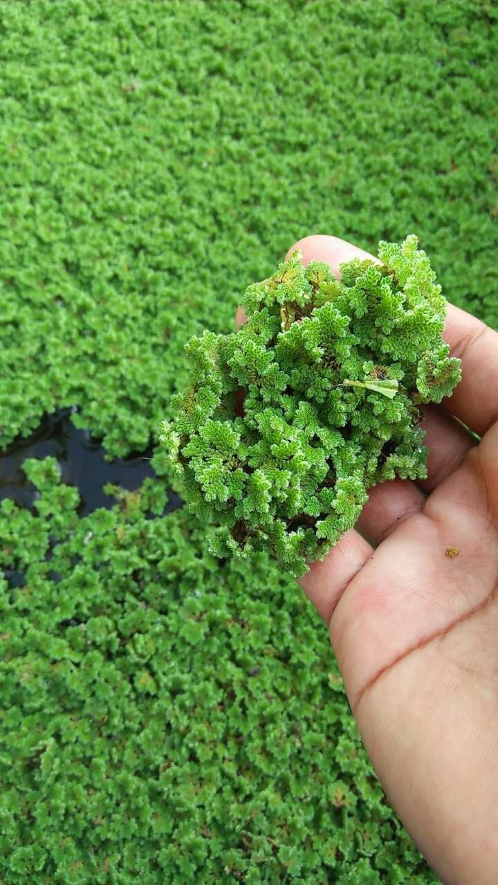 REAL LIVE PLANT FLOATING WATER PLANTS AZOLLA SPECIES WITH PLASTCI ...