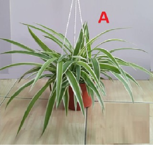 Spider Plants Chlorophytum Comosum Air Purifying Plant Indoor Plants ...
