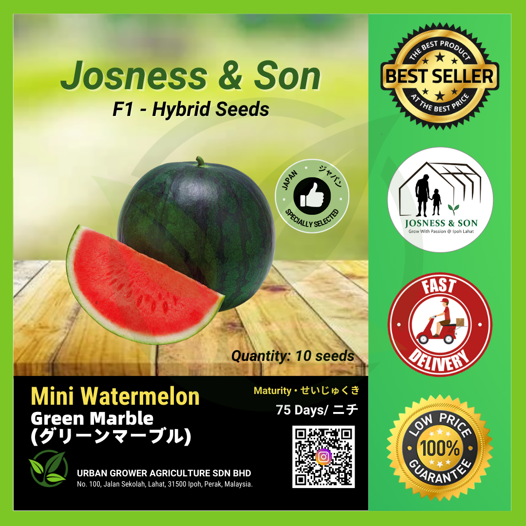 Japan Mini Watermelon seeds (Black Pearl) /Japan Biji Benih Mini ...
