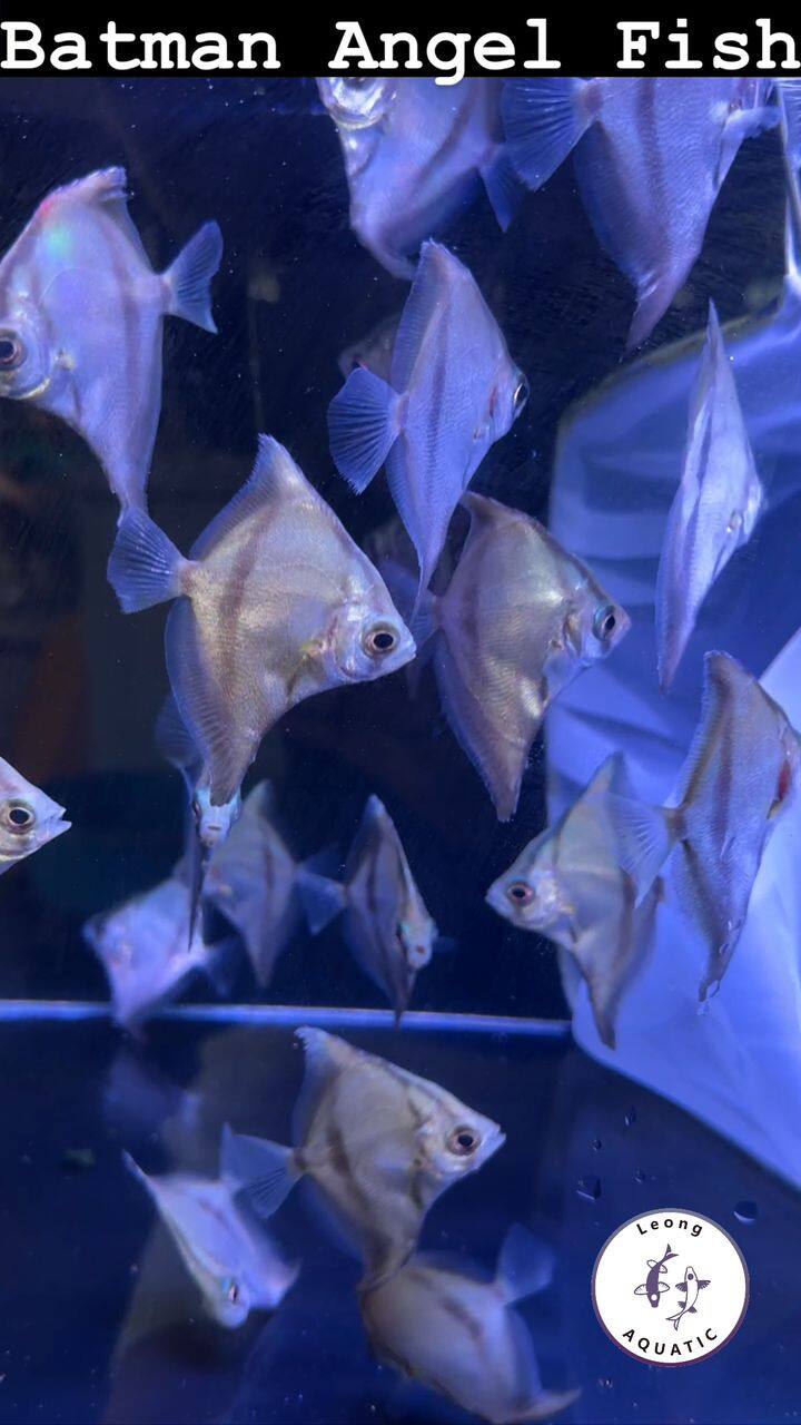 Batman Angelfish / Freshwater / 蝙蝠昌鱼 | Lazada