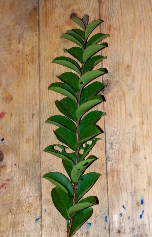 MM - Crepe myrtle cutting / Keratan batang bunga inai india/ sakura ...
