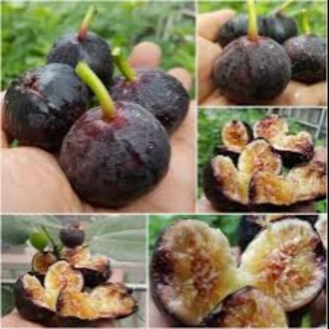 Pokok Tin Iraqi | Lazada