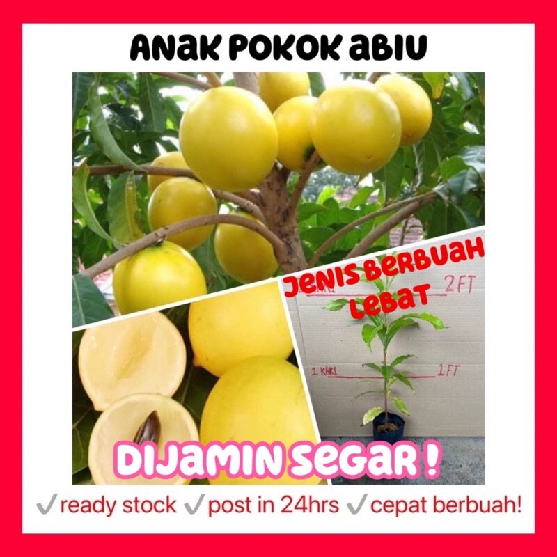 Rina • anak pokok abiu • abeo pouteria cammi to the golden fruit sapling fruits cepat berbuah ...