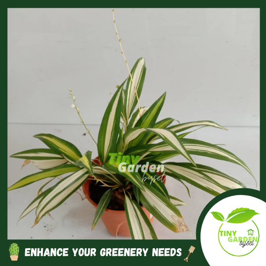 Live Plant | Spider Lily Plant | Pokok Bunga Outdoor Indoor石蒜 (LVA021 ...