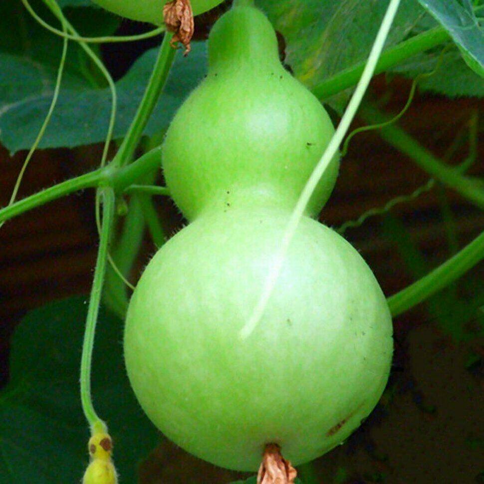 50 Seeds (buy 2 get 1 free) Calabash Bottle Gourd Long Lagenaria Giant ...