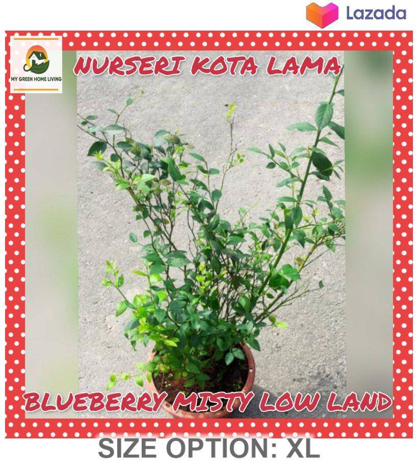 Rare Anak Pokok Blueberry Misty Low Land - Rare Seedling of Blueberry ...