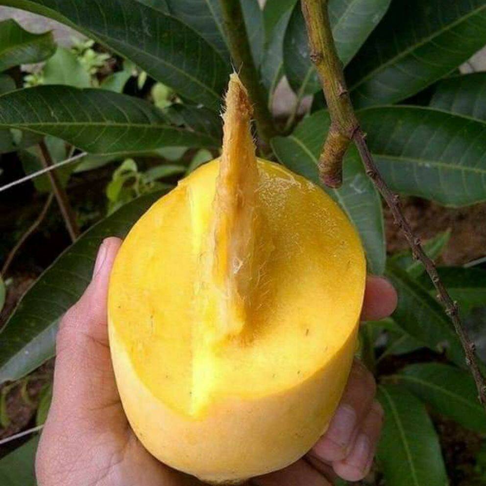 ANAK POKOK MANGGA CHOKANAN (MEMPELAM) | Lazada
