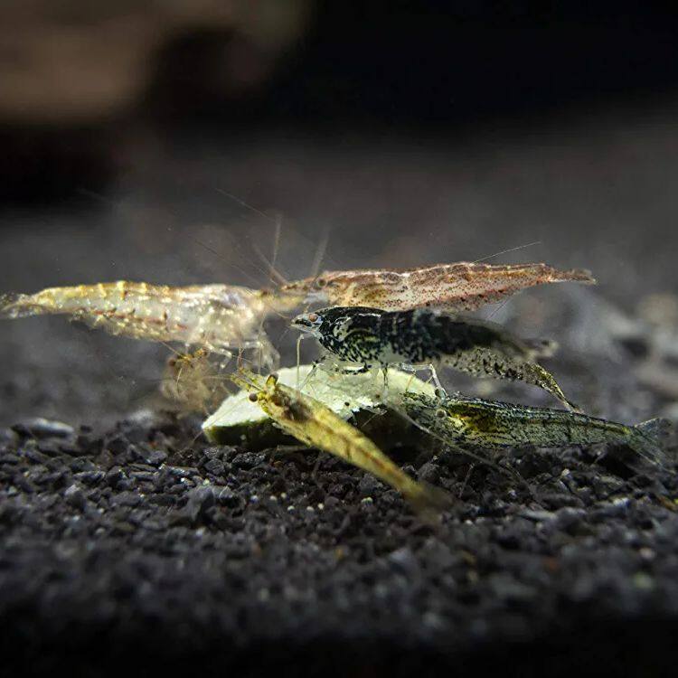 Wild Form Neocaridina Shrimp 10/20Pcs | Lazada