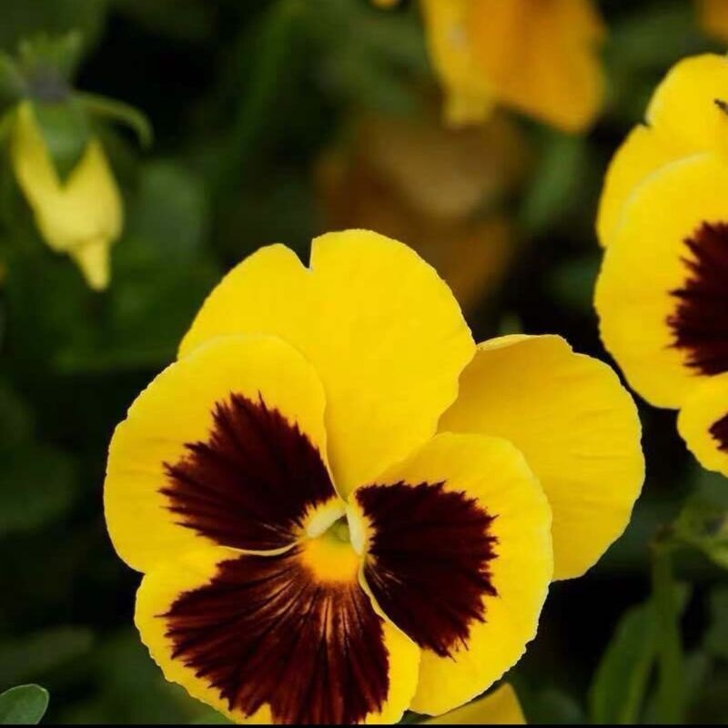 Biji Benih - Bunga Wild Pansy | Flower Seed - Wild Pansy | 花种子 - 三色堇花 ...