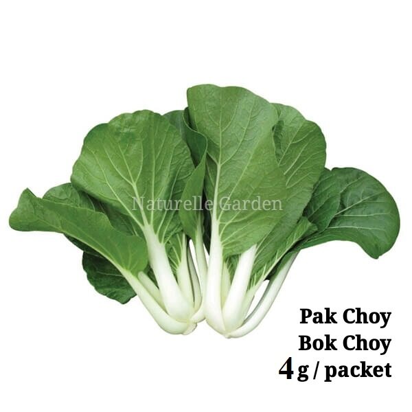 Benih Sayur Pak Choy PAK CHOY SEED Benih Sayur Vegetable Seed 4g per ...