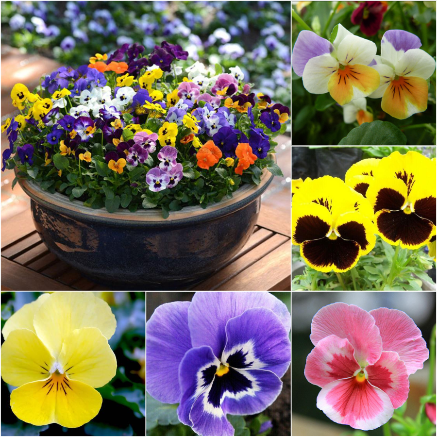 Ready Stock! Pansy Seeds Contains 100 High Quality Seeds Bonsai Blossom ...