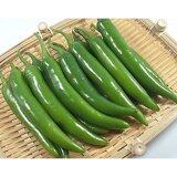 15 Seeds of Cheongyang (Chung Yang) Go-Chu Chili Pepper, the Hottest ...