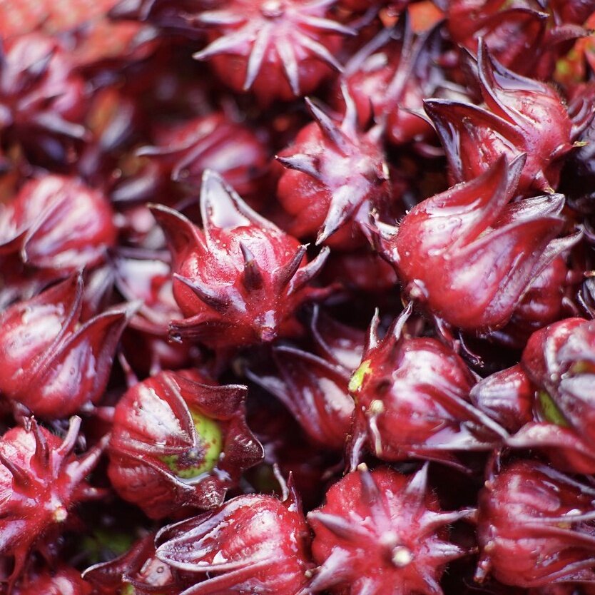 Benih Pokok Roselle Rosel Rosella Asam Paya 50 seeds (not plants) | Lazada