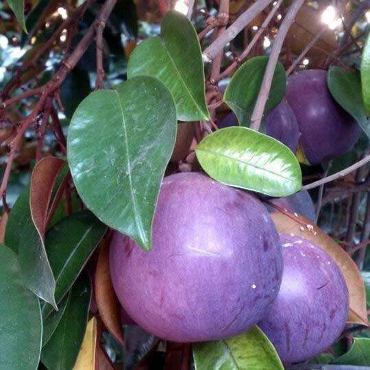 Thailand Pokok Epal Susu Apple Star by Nawan Garden 50 seeds (not live plants) | Lazada PH