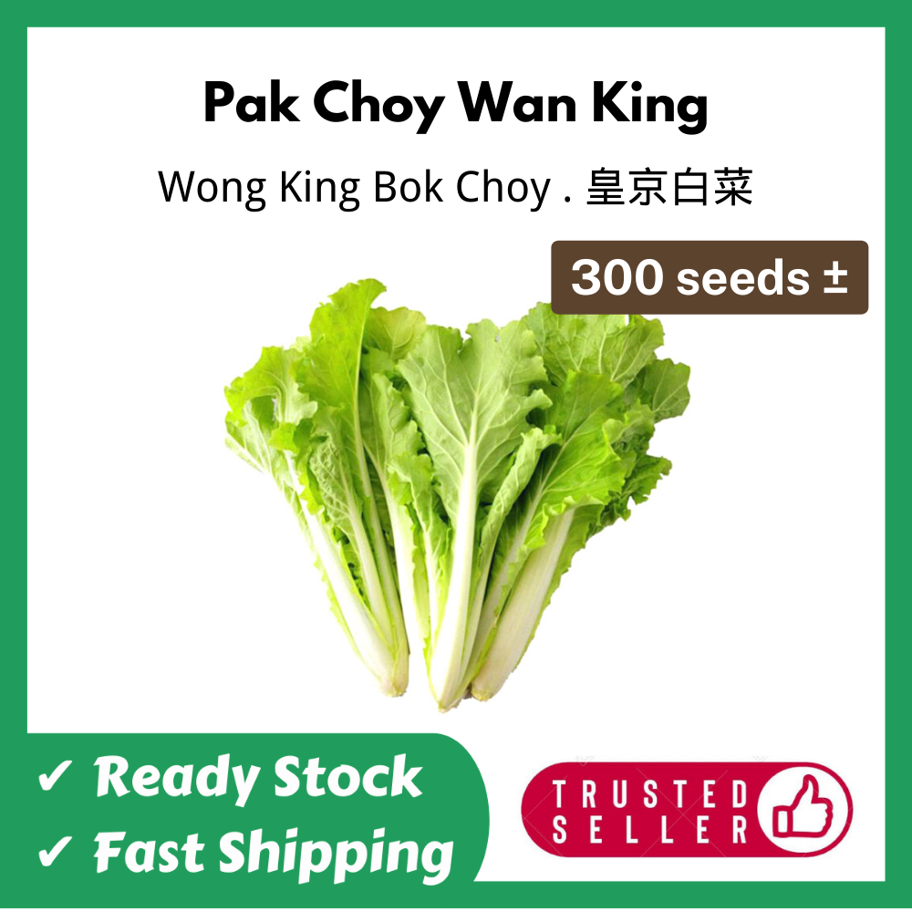 Vegetable Seeds / Biji Benih Sayur : Pak Choy Wan King . Wong King Bok ...