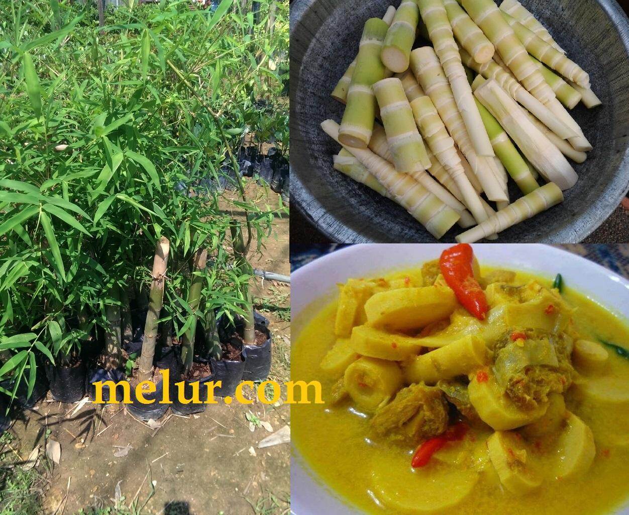 MM- Anak Pokok Buluh Madu Anak Pokok Tanaman Benih Garden Seed Seeds ...