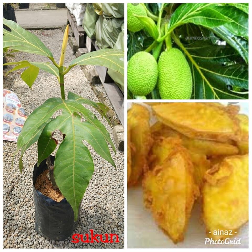 Pokok Sukun Hybrid | Lazada