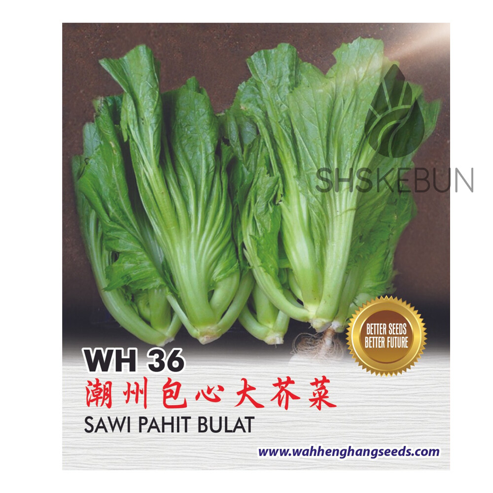 Benih Sawi Pahit Bulat 潮州包心大芥菜 Chinese Mustard 芥菜 Seeds Non-GMO 2g ...