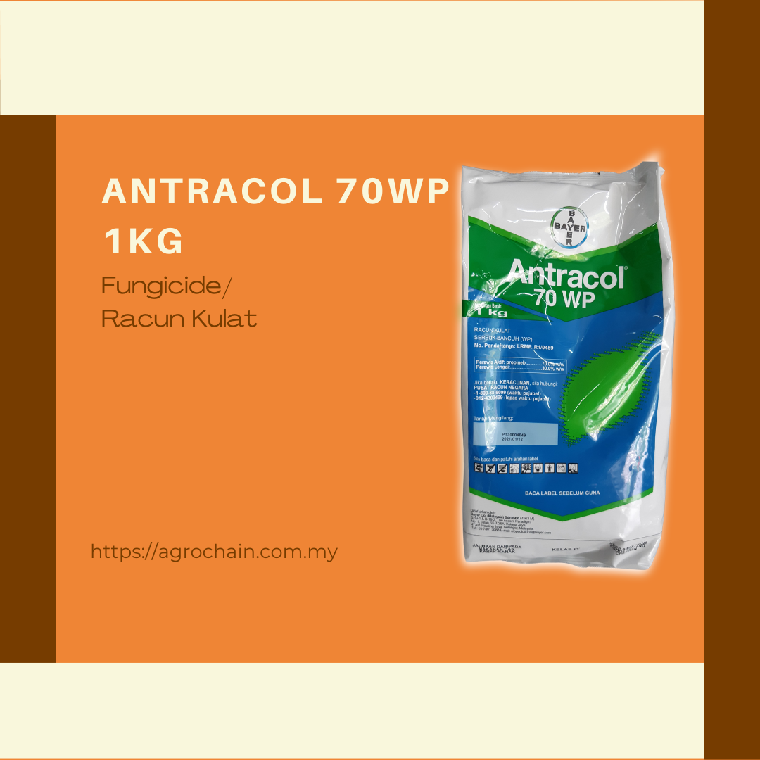 BAYER - ANTRACOL 70WP 1KG (RACUN KULAT/杀菌剂/FUNGICIDE) | Lazada