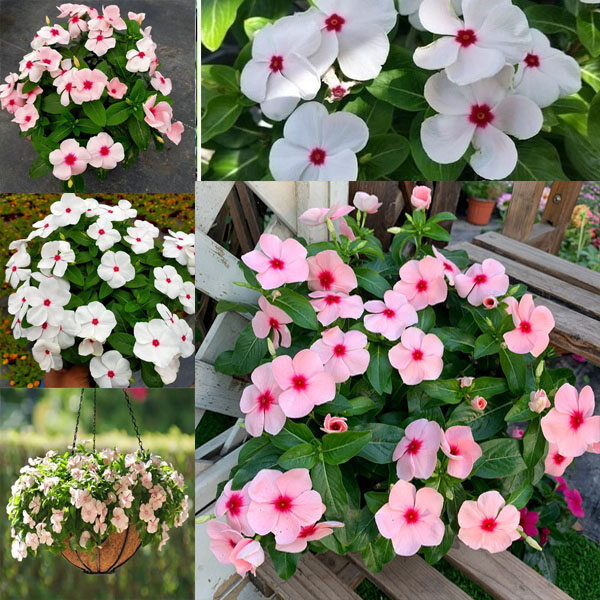 Philippines Ready Stock Mixed Periwinkle Seeds Bonsai Flower Vinca ...