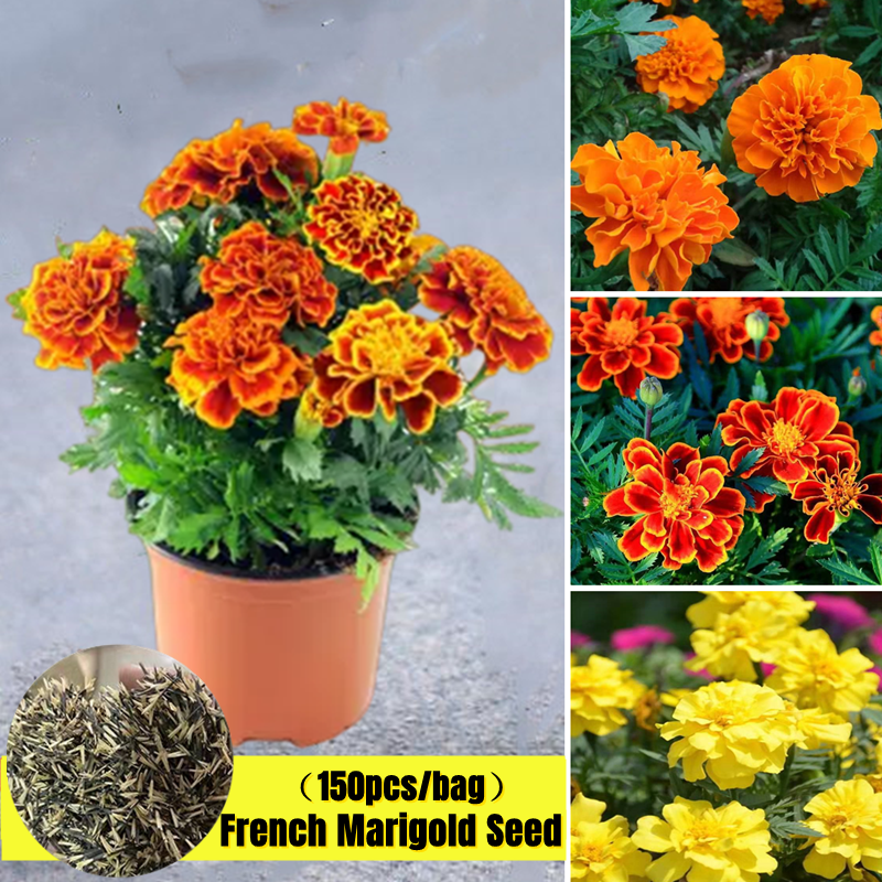 [Fast Germination]Mix Colour Double French Marigold Flower Seeds (150 ...
