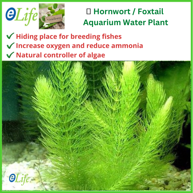 🌿 Hydrilla 蜈蚣草/ Hornwort 金鱼藻 Aquarium Water Plant Betta Guppy Shrimp ...