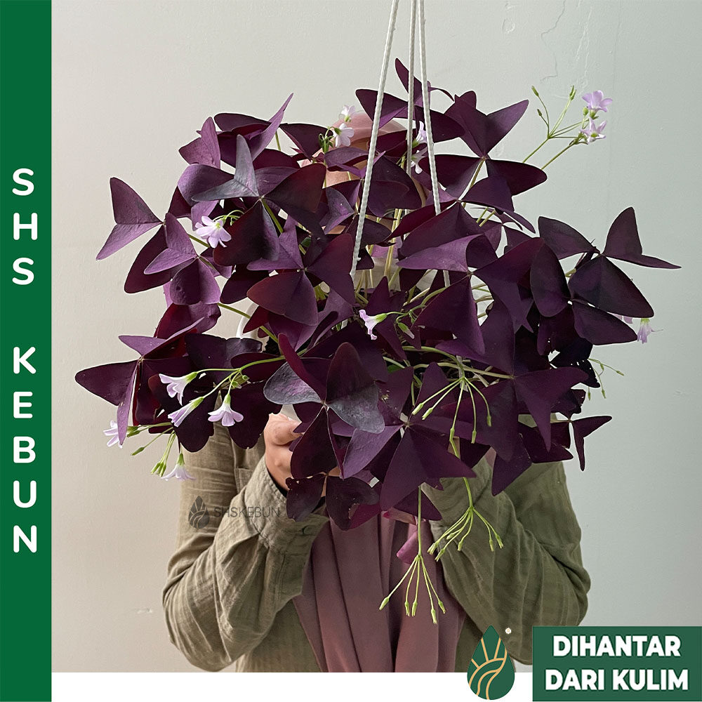 Pokok Oxalis Pokok Rama-Rama Pokok Rerama 紫色幸运草/三角紫叶酢漿草/花/活植物 Flower ...