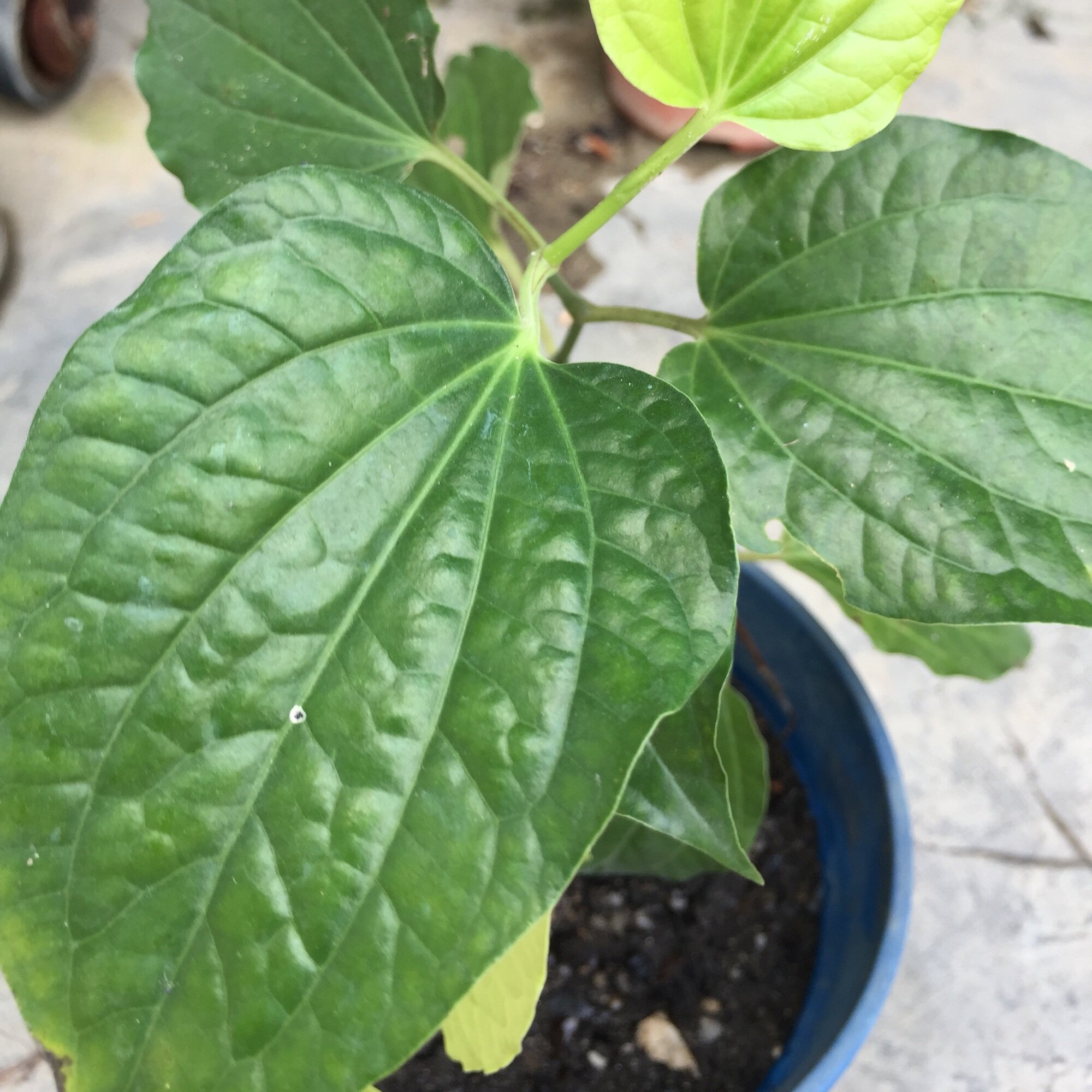 POKOK KADUK | Lazada