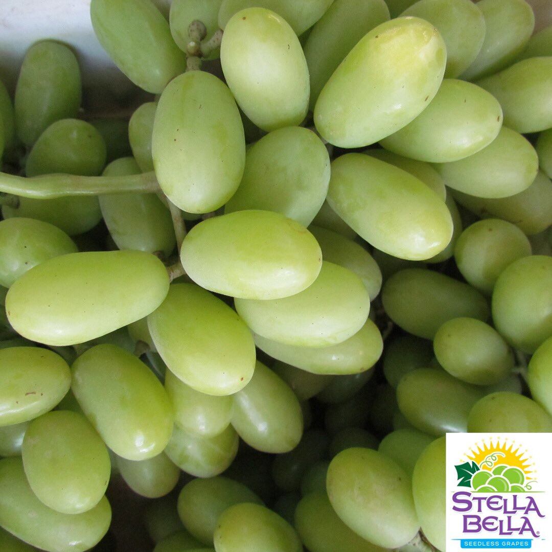 USA STELLA BELLA GRAPES 1KG | Lazada