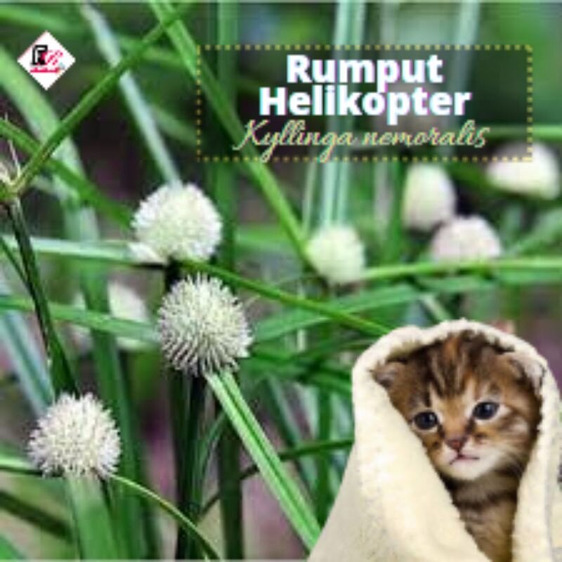 RUMPUT HELIKOPTER/Mata Lalat/ Pendul (FRESH) | Lazada