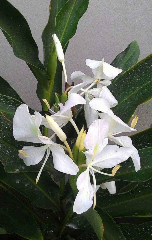 Varieti Gandasuli Putih / White Fragrant Butterfly Ginger Varieties ...