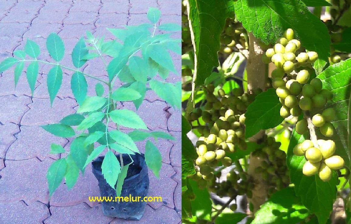 MDC- Brucea javanica Sapling (Anak Pokok Melada Pahit) Anak Pokok ...