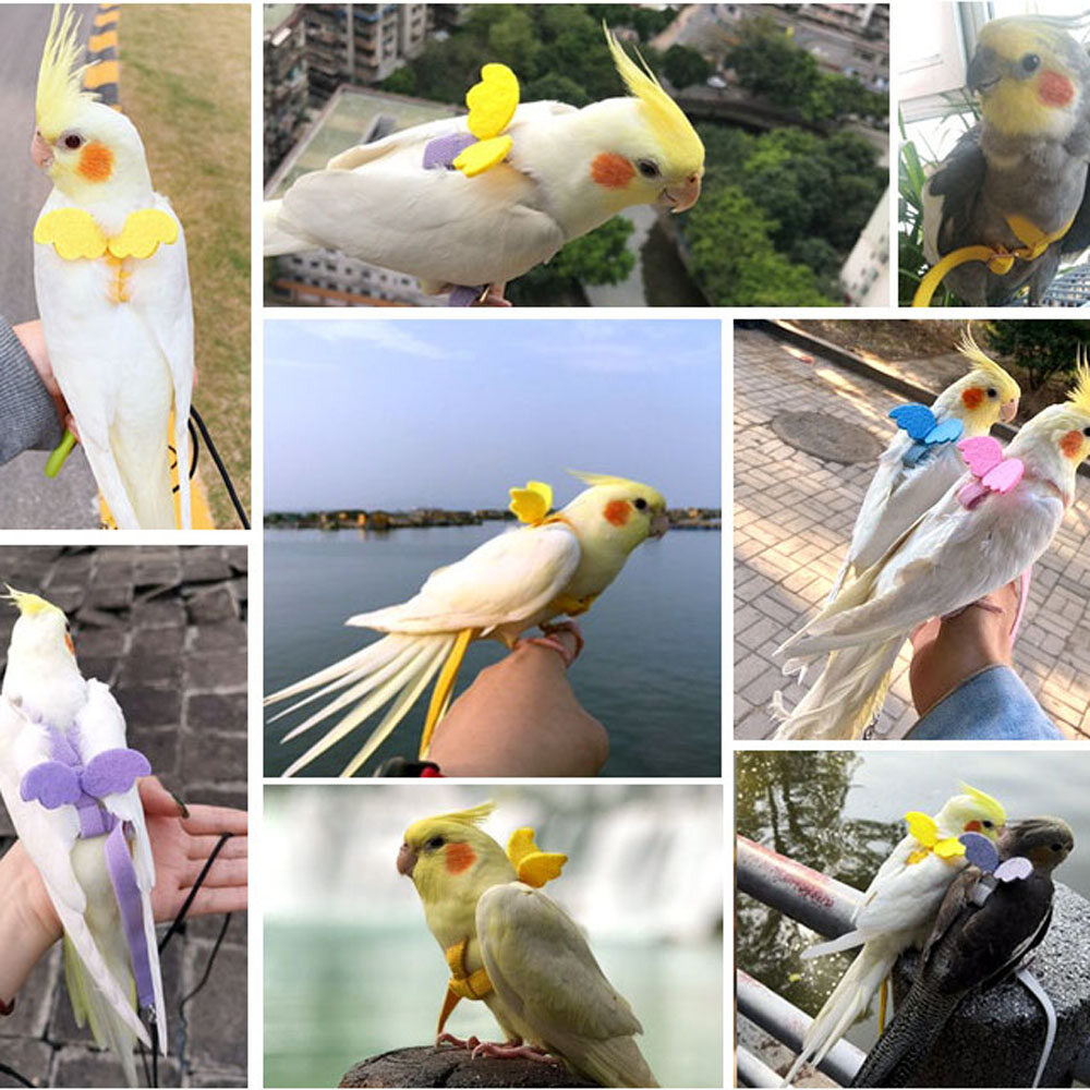 LAIFLE Angel Wings Lovebird อุปกรณ์นก Cockatiel สายรัดสัตว์เลี้ยงกันกัด ...