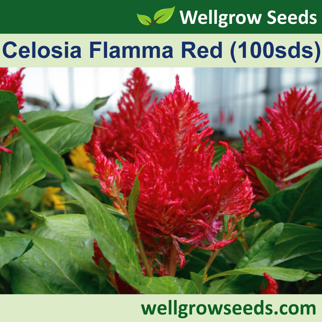 Celosia Flamma Red (100sds) Flower Seeds Wellgrow Seeds | Lazada