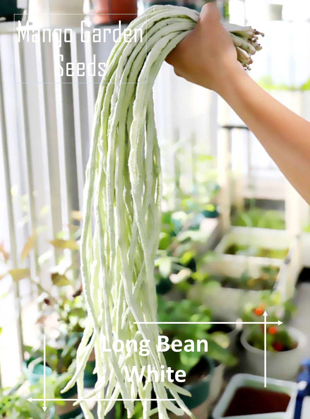 White Long Bean Seeds - 30 Seed *Pot Friendly* Tanam Pasu Kacang ...