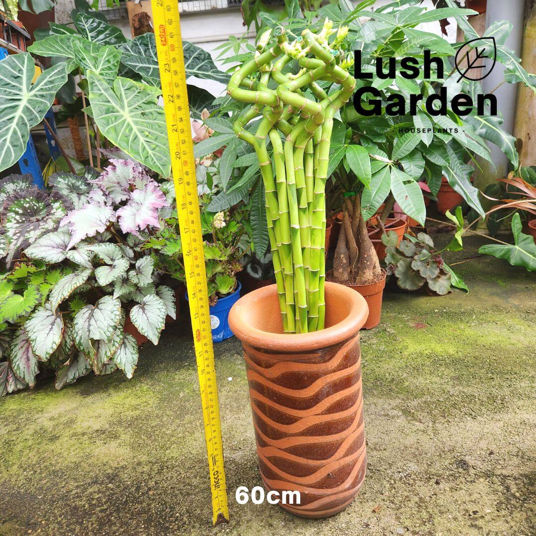 Curly Lucky Bamboo / Dragon Bamboo 富贵竹 转运竹 50cm Chinese New Year CNY ...