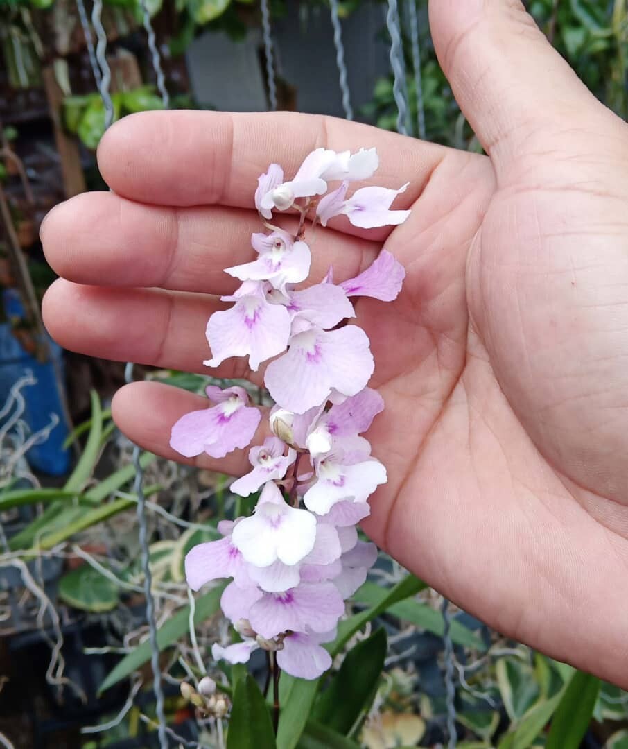 Orchid - Ionopsis Paniculata | Lazada