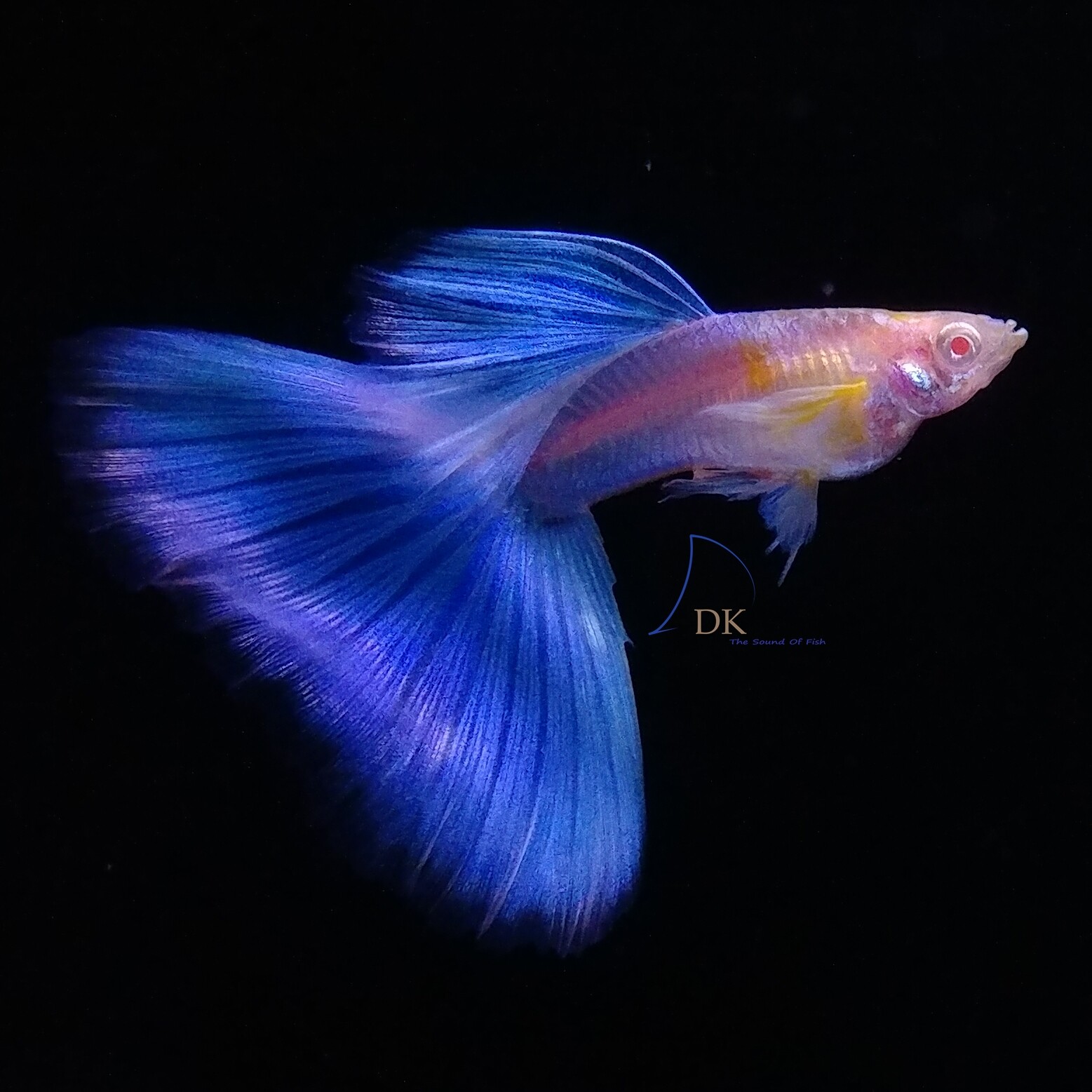 Albino Blue Topaz Sky Blue guppy fish Grade A-S pure strain Line Taiwan ...